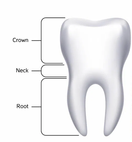 Understanding the External Parts of a Tooth: A Journey into Dental ...