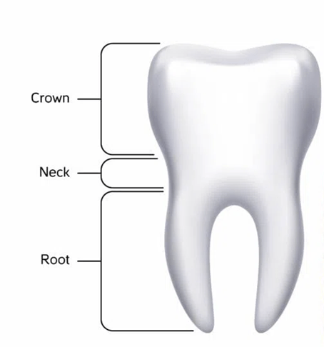 Understanding the External Parts of a Tooth: A Journey into Dental ...