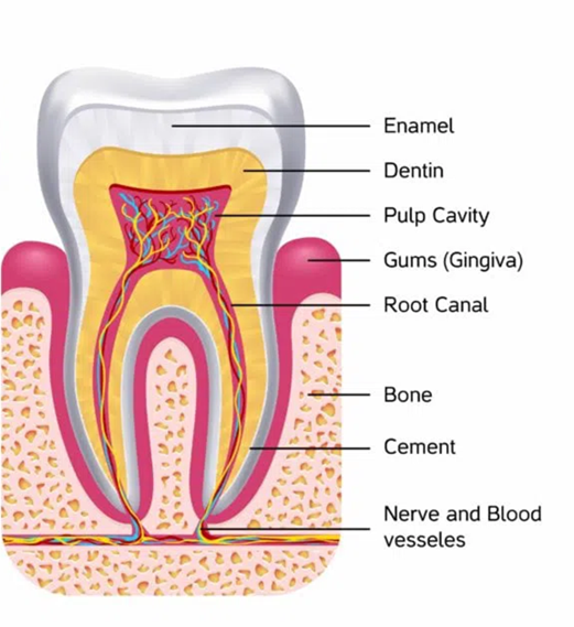 Understanding the External Parts of a Tooth: A Journey into Dental ...