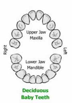 Distinguishing Between Temporary and Permanent Teeth: A Guide to Your ...