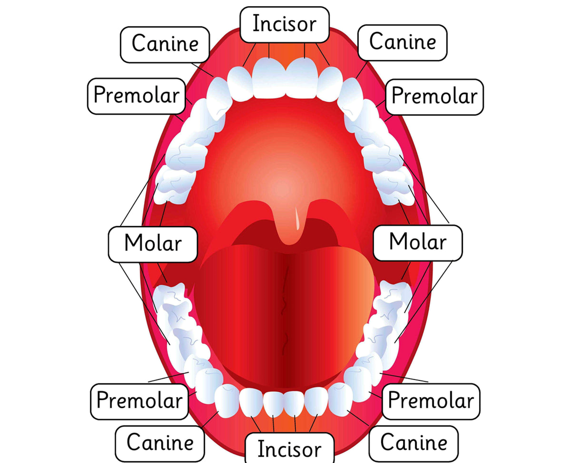 Discovering the Different Types of Teeth – Read It Yourself Educational ...