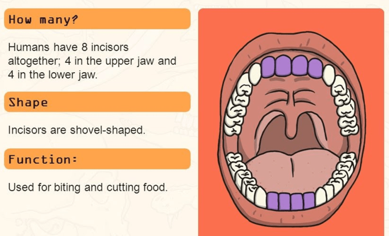 Understanding the Different Types of Teeth – Read It Yourself ...
