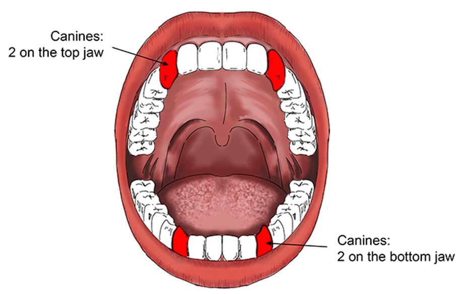 Understanding the Different Types of Teeth – Read It Yourself ...