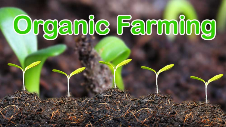 Exploring Organic and Non-Organic Methods of Growing Food: Advantages ...